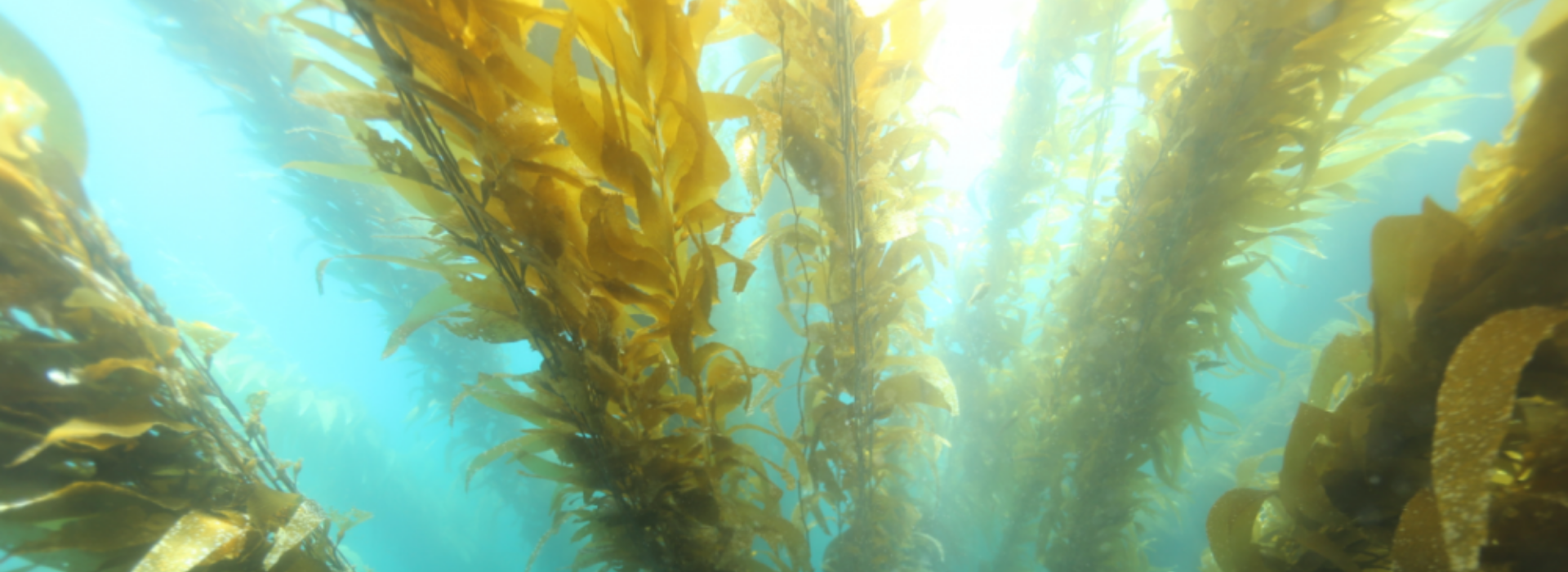 Kelp Help | UCSB Marine Science Institute