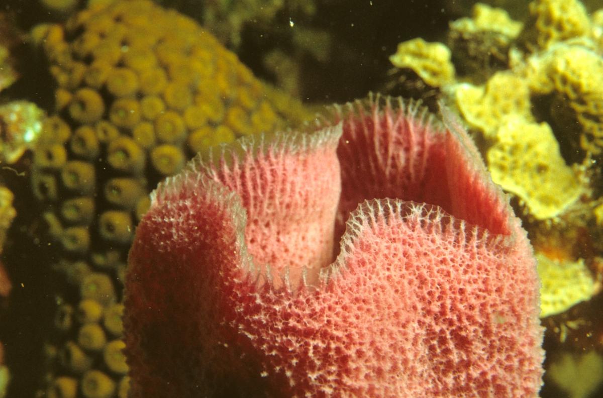 Protecting Redundancy in Food Web Helps Ensure Ecological Resilience ...