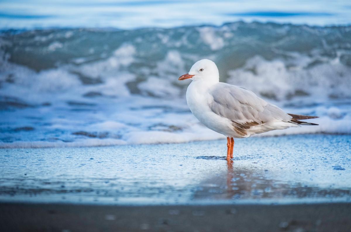 Seagulls' love In-N-out may be changing the Channel Islands | UCSB ...
