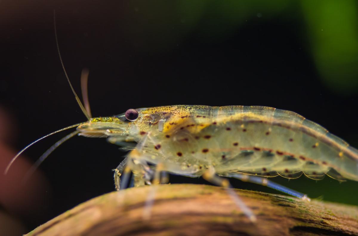 Shell of bioluminescent shrimp not only glows but detects light | UCSB ...